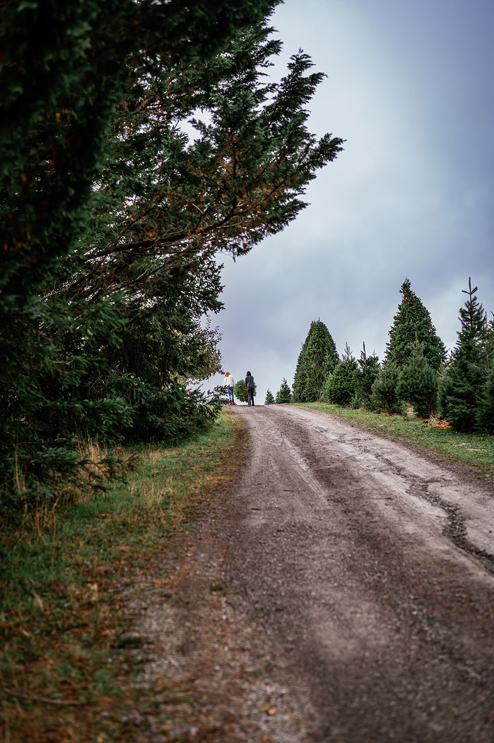 Tree Cutting - Frosty Mountain Tree Farm