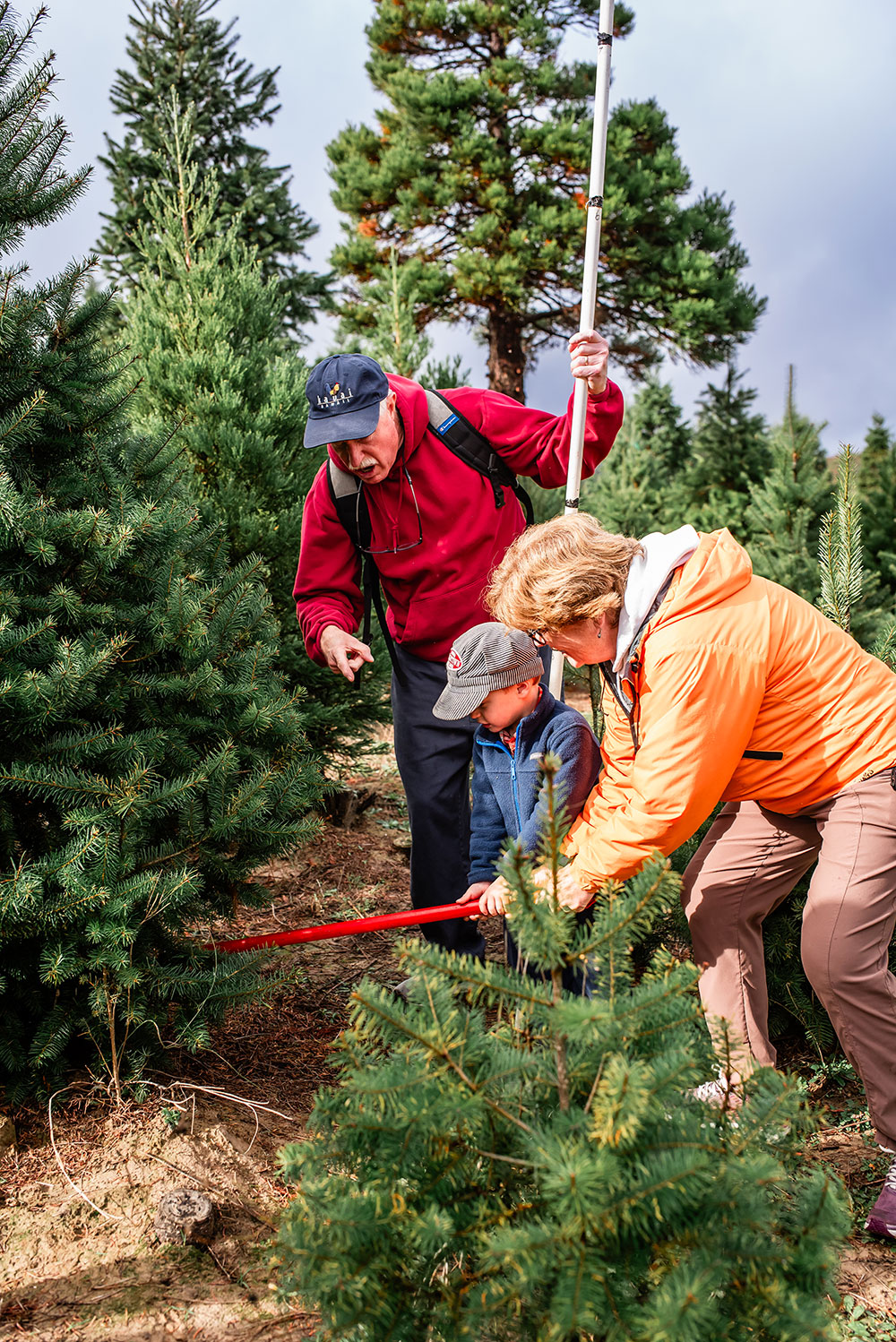 Christmas Trees - Frosty Mountain Tree Farm